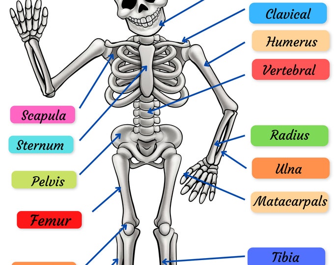 Skeletal System Practice Page Human Bones Activities Sheet Skeleton ...