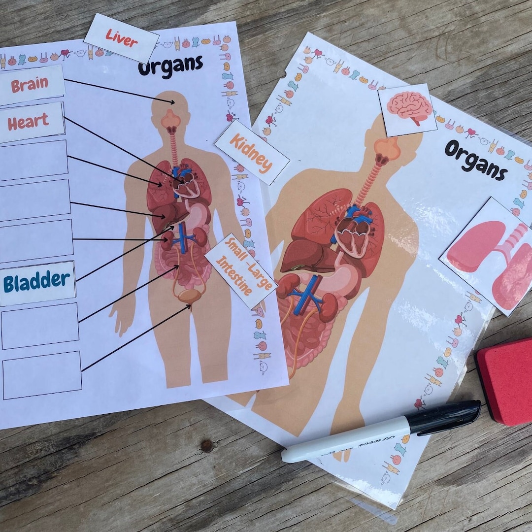 Human Organs Matching Activities Sheet Organ Anatomy Practice Page ...