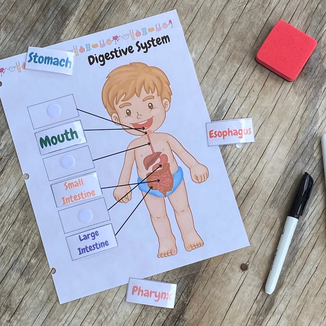 Digestive System Matching Activities Sheet Interactive Practice Page ...