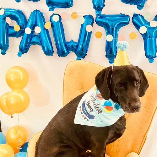 35 Piece Pink Puppy Pawty Box // Puppy Birthday // Dog - Etsy