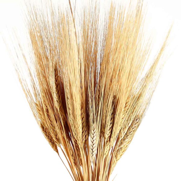 Dried Wheat - Etsy
