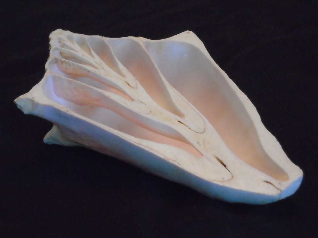 Sliced Shell Desktop or Decor Whelk Conch Shell 7.5 Inches Long ...