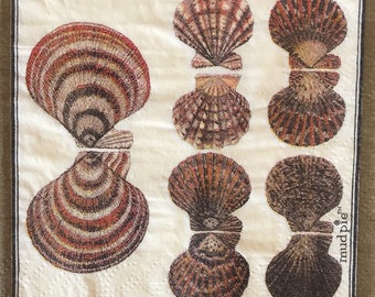 Lion Paw Seashells - Etsy