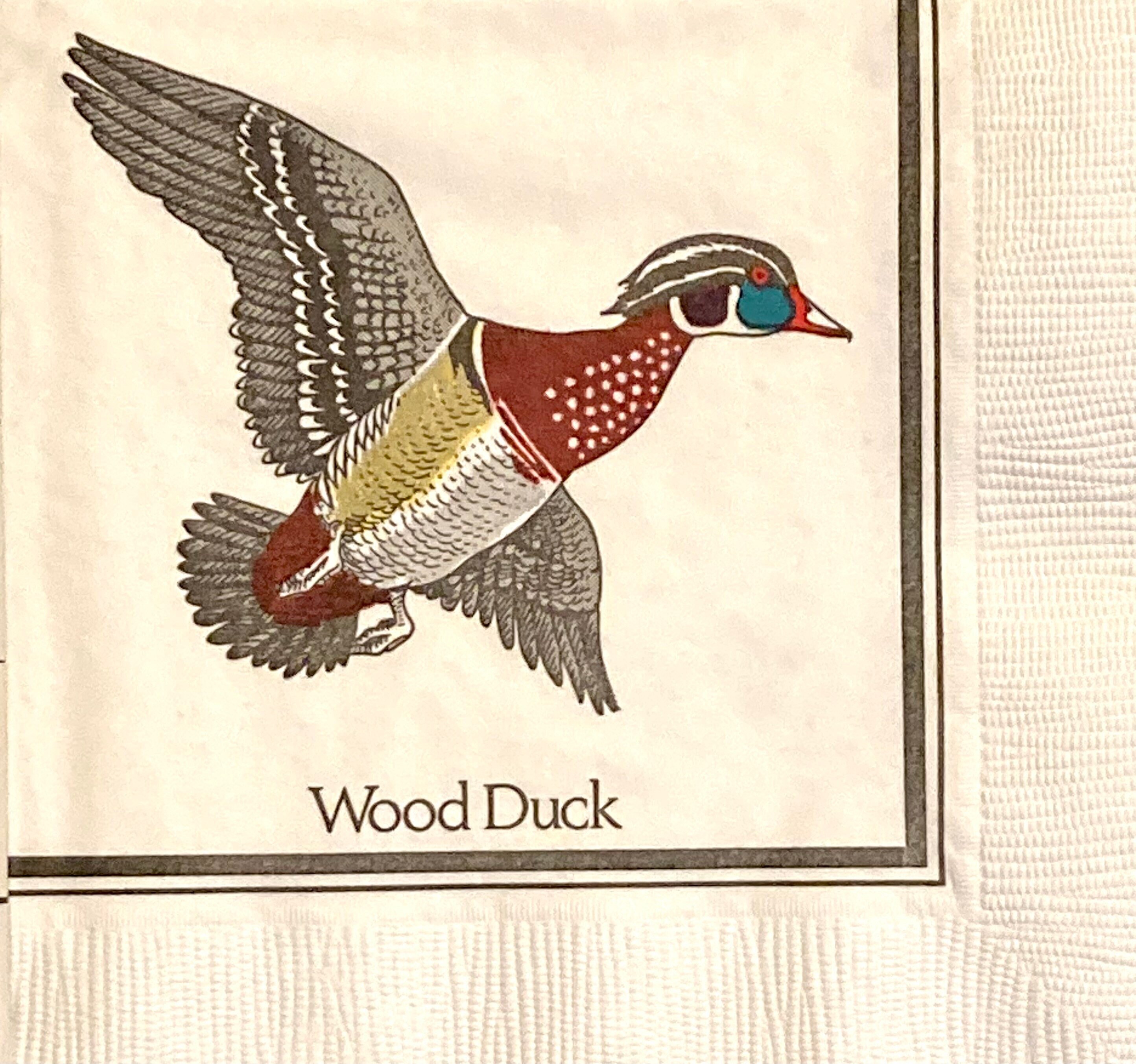 Wood Duck Flying Drawing