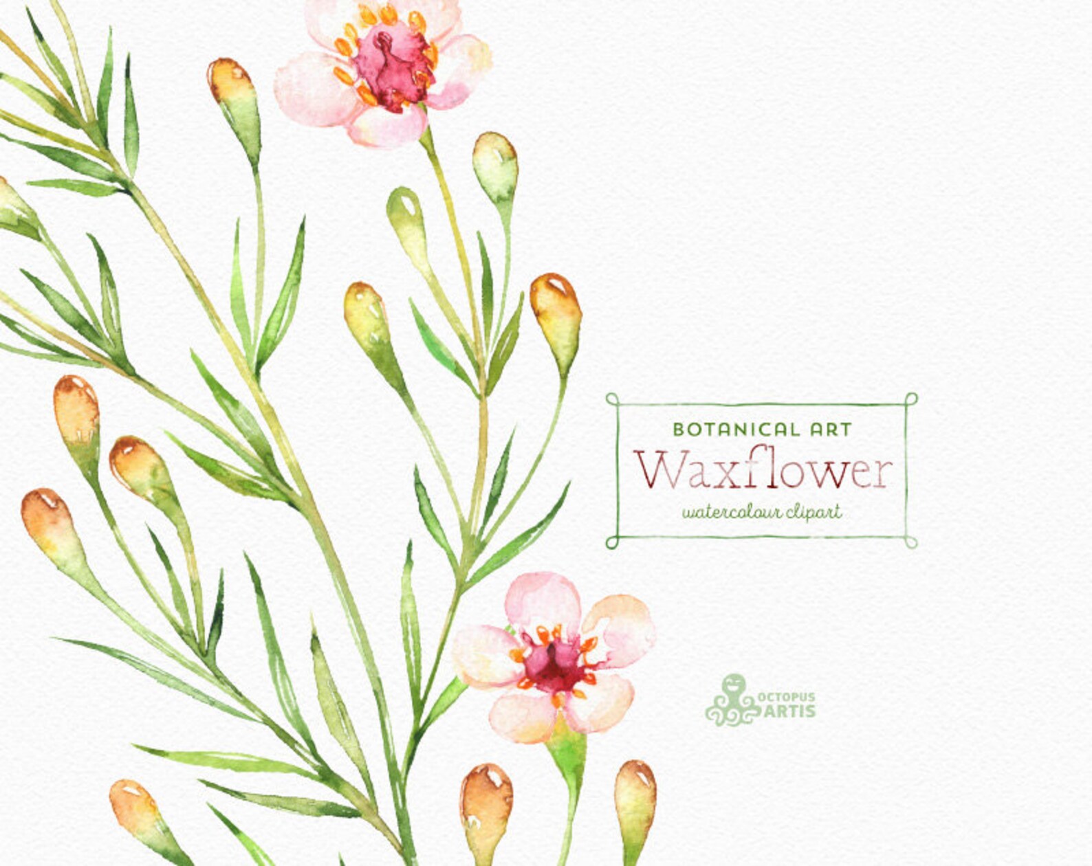Waxflower. Botanical Art. Watercolor Floral Elements - Etsy