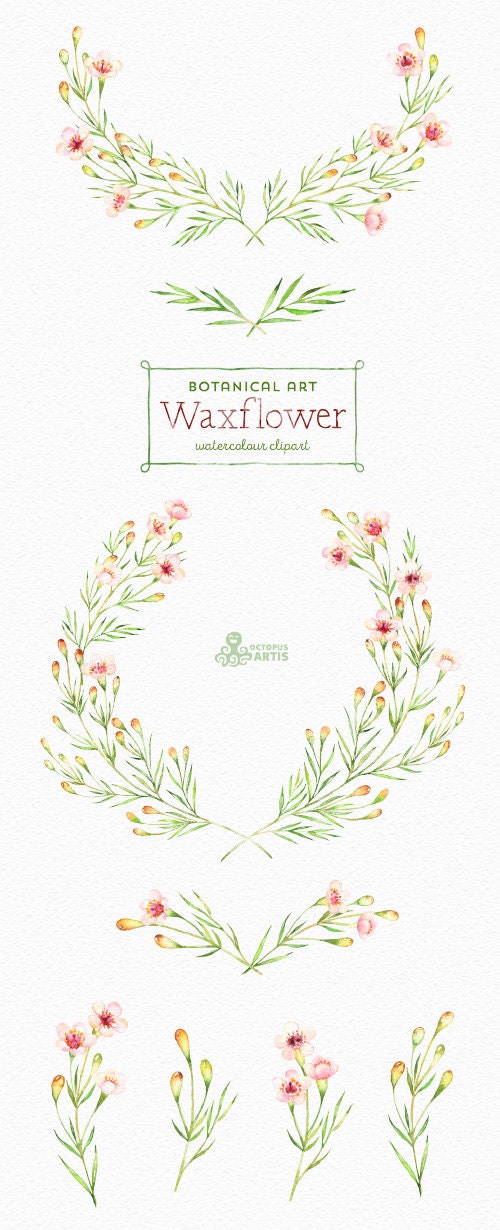 Waxflower. Botanical Art. Watercolor Floral Elements - Etsy