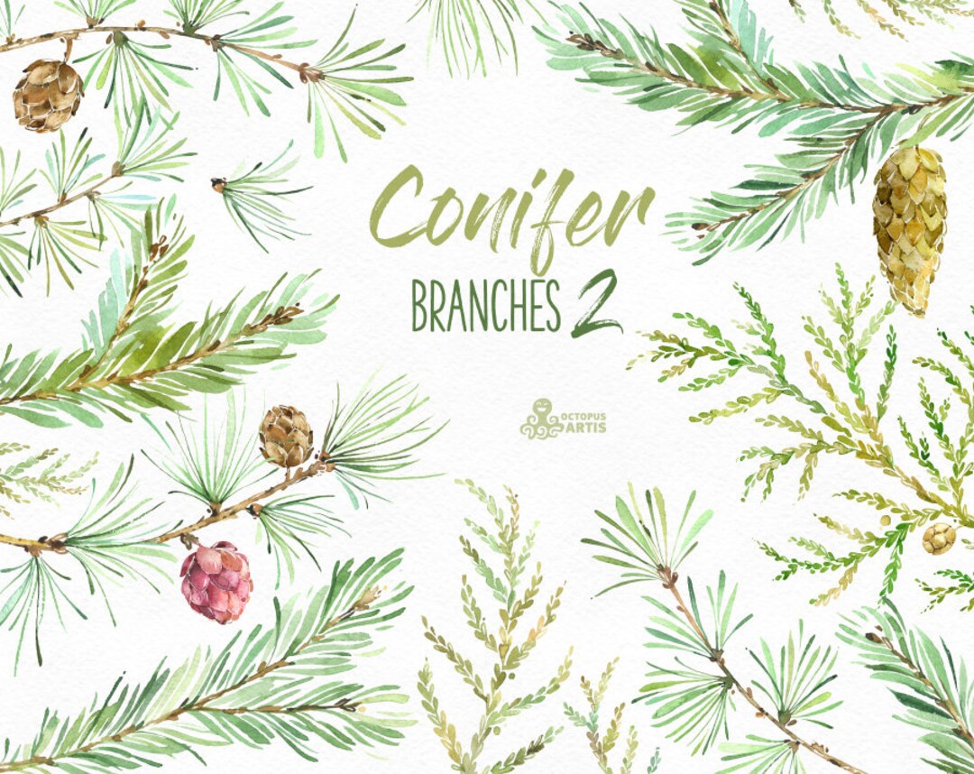 Conifer Branches 2. Watercolor Floral Clipart, Pines, Cones, Forest ...