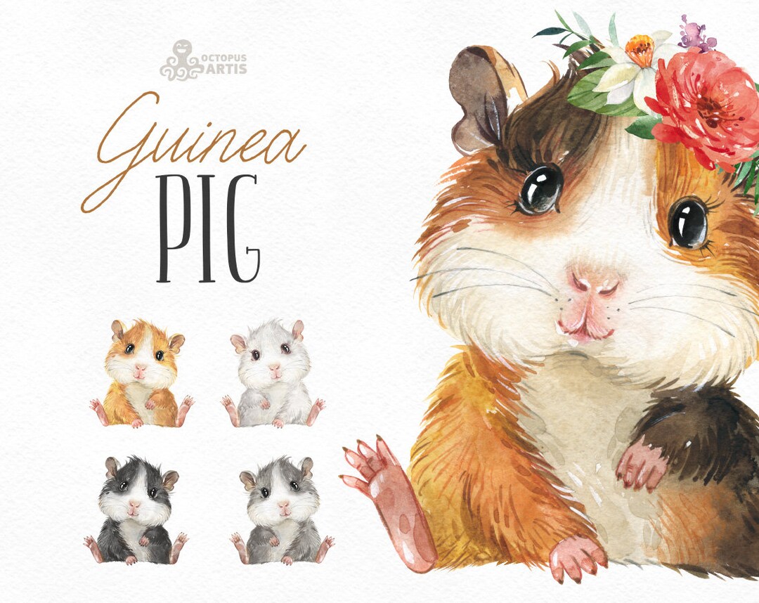 Guinea Pig. Watercolor Little Animal Clipart, Cavy, Portrait, Baby ...