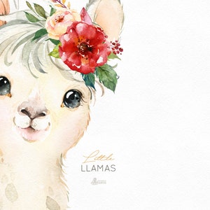 Little Llamas. Watercolor Animals Clipart, Alpaca, Portrait, Flowers ...