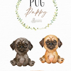 Pug. Watercolor Little Animal Clipart, Portrait, Puppy, Doggie, Baby ...