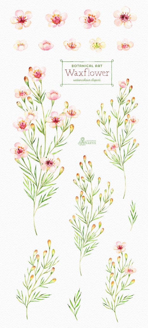 Waxflower. Botanical Art. Watercolor Floral Elements - Etsy