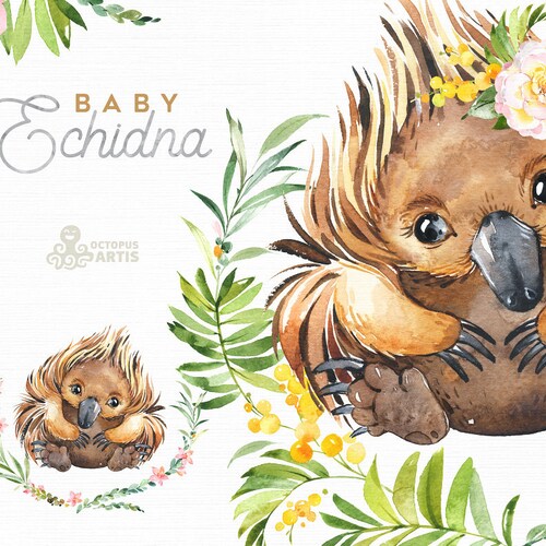 Baby Koala. Watercolor Little Animals Clipart Australia - Etsy