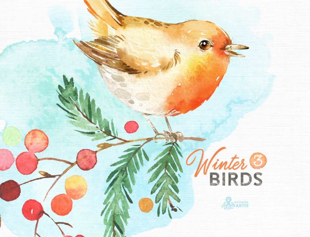 Winter Birds 3. Watercolor Holiday Clipart, Cardinal Songbird, Robin ...