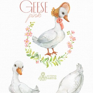 Geese Pink. Watercolor Animals and Floral Clipart, Goose, Spring ...