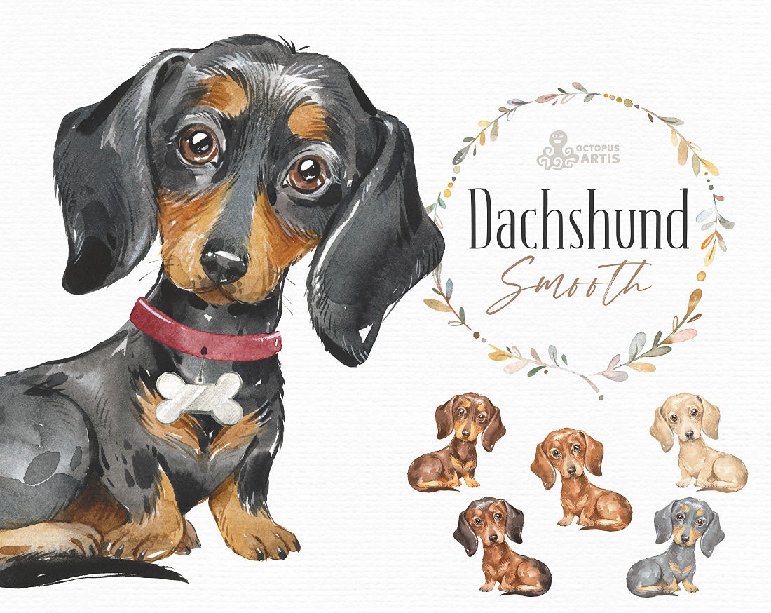 Dachshund Smooth. Watercolor Little Animal Clipart Portrait - Etsy