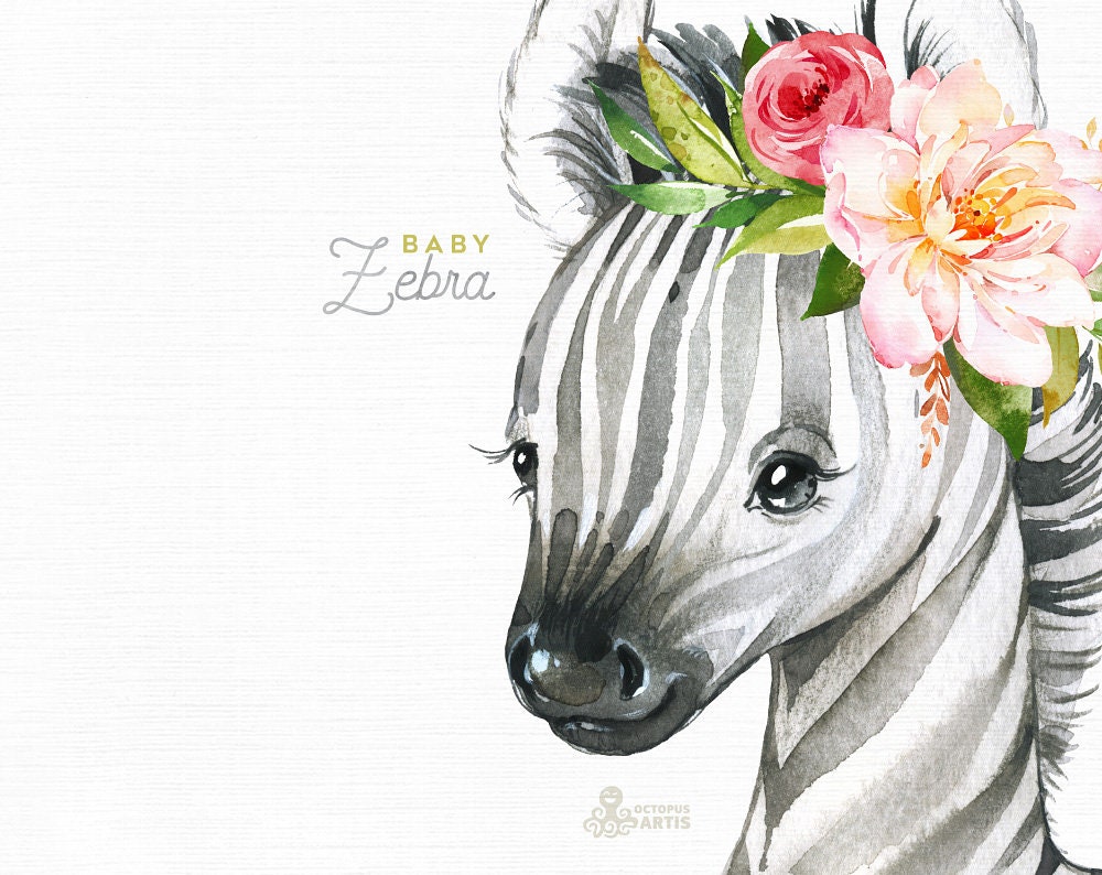 Baby Zebra. Watercolor Little Animal Clipart Babies Flowers - Etsy UK