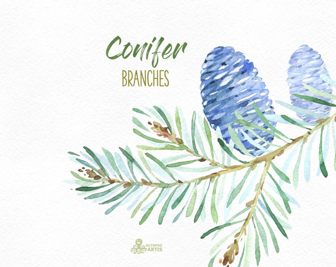 Conifer Branches. Watercolor Floral Clipart Christmas Pines - Etsy