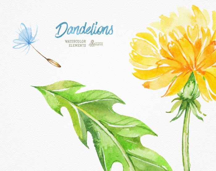 Dandelions 37 Watercolor Elements. Clipart blowballs floral | Etsy