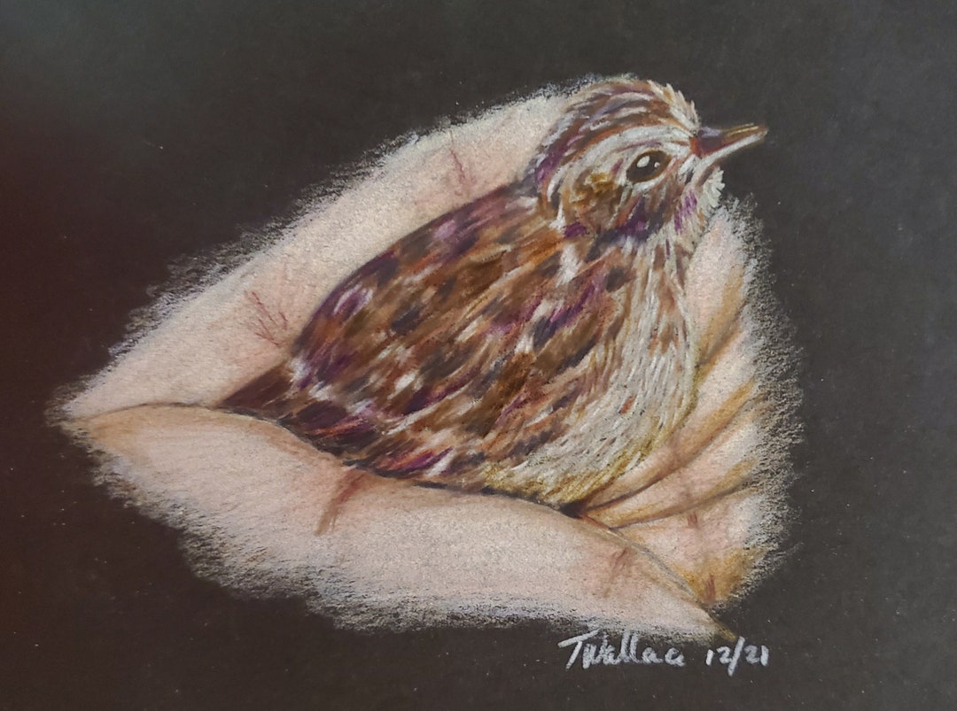 Bird in the Hand, Colored Pencil Drawing - Etsy