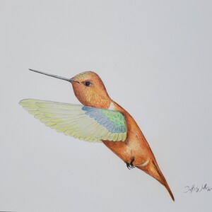 Humming, Original Color Pencil Drawing - Etsy