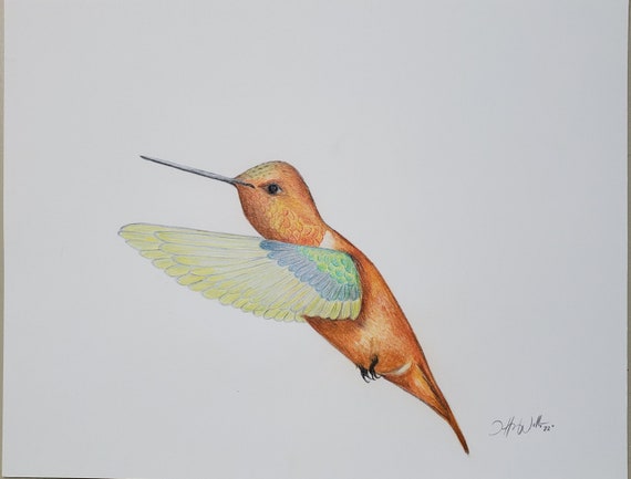 Humming Original Color Pencil Drawing - Etsy