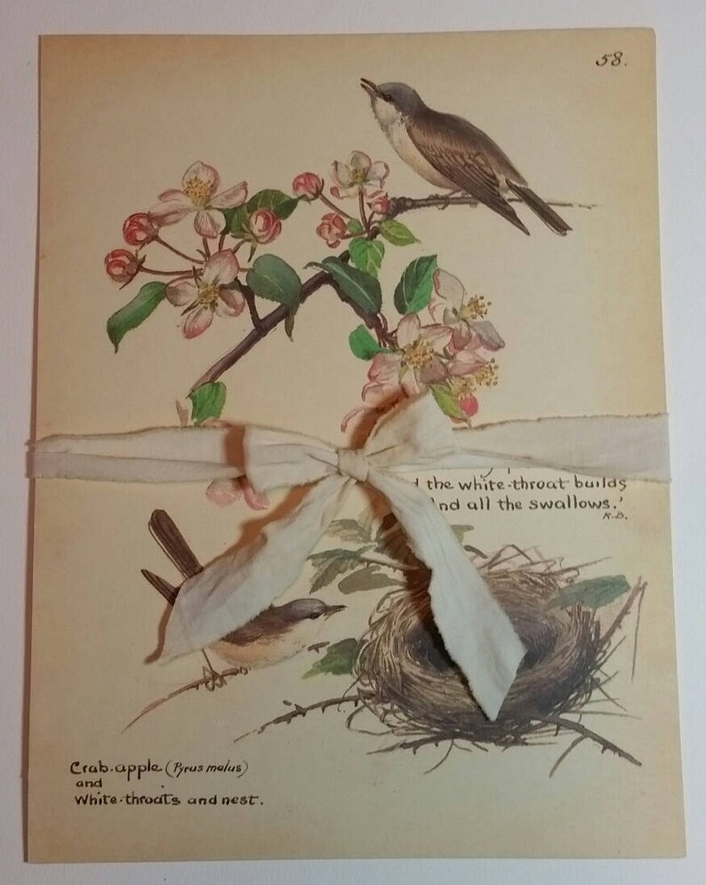 Beautiful Vintage Book Pages Edith Holden Country Diary of - Etsy