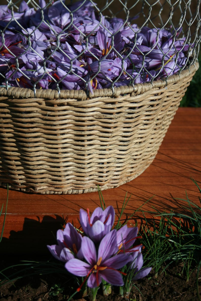 Bumble Bee Bum in Saffron Crocus Flower "prints AND Cards" - Etsy