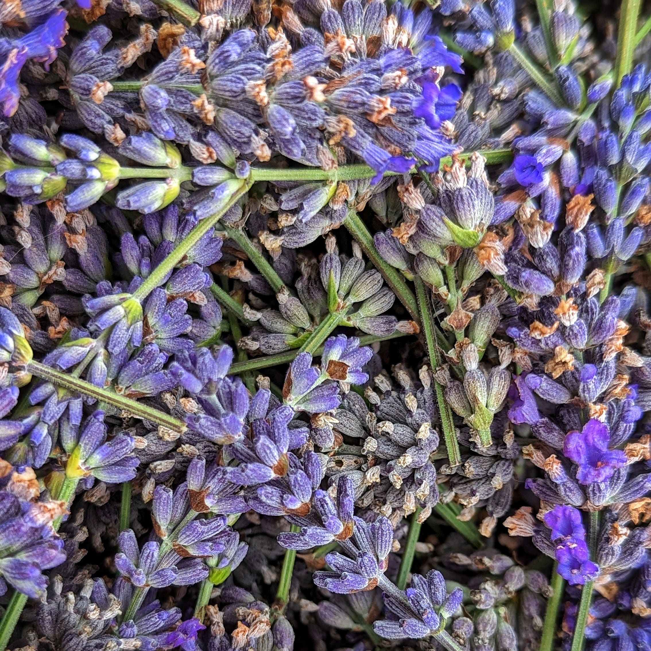 Campo De Flori Pure Lavender Hydrosol Lavender Water - Etsy