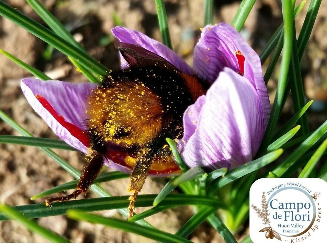 Bumble Bee Bum in Saffron Crocus Flower "prints AND Cards" - Etsy