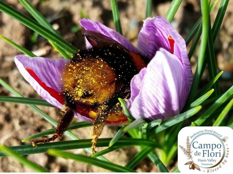 Bumble Bee Bum in Saffron Crocus Flower prints AND Cards - Etsy