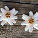 Edelweiss Felt Pin, Edelweiss Felt Brooch, Felted Flower Brooch, White ...