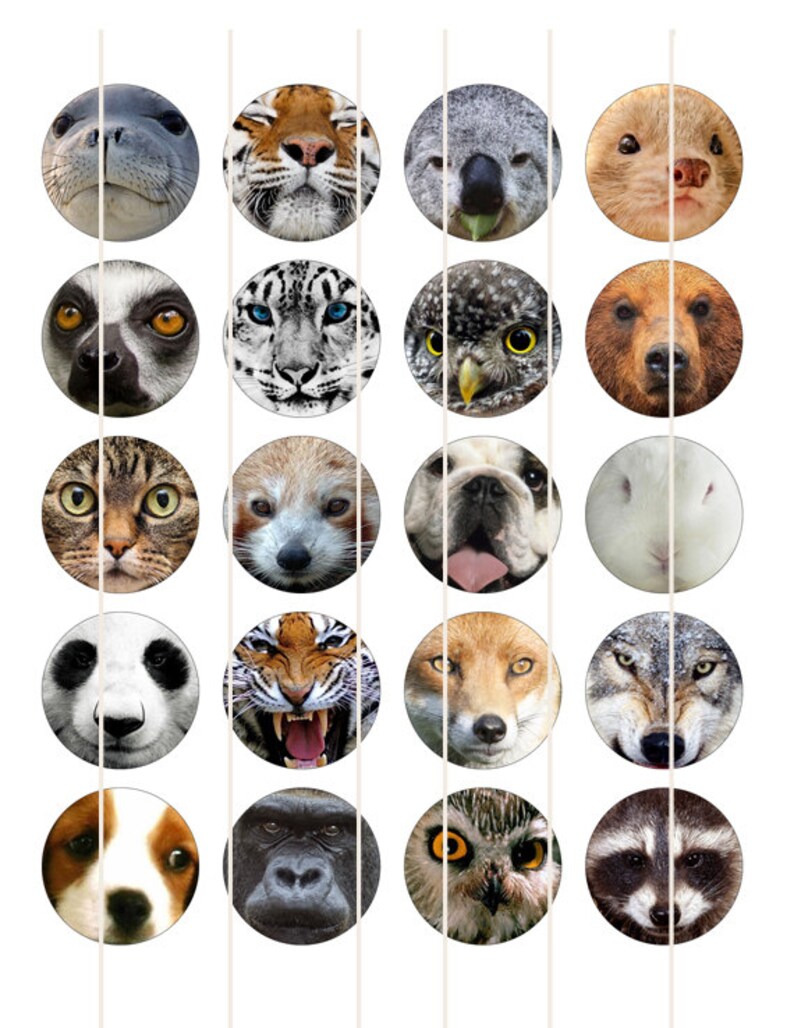 Animals Nose Collage Td167 1.5 1.25 30mm 1 | Etsy