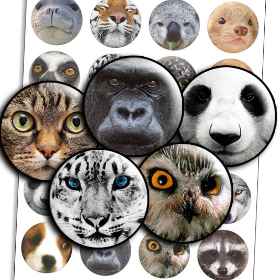 Animals Nose Collage Td167 1.5 1.25 30mm 1 | Etsy