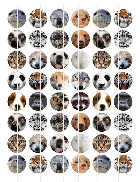 Animals Nose Collage Td167 1.5 1.25 30mm 1 | Etsy