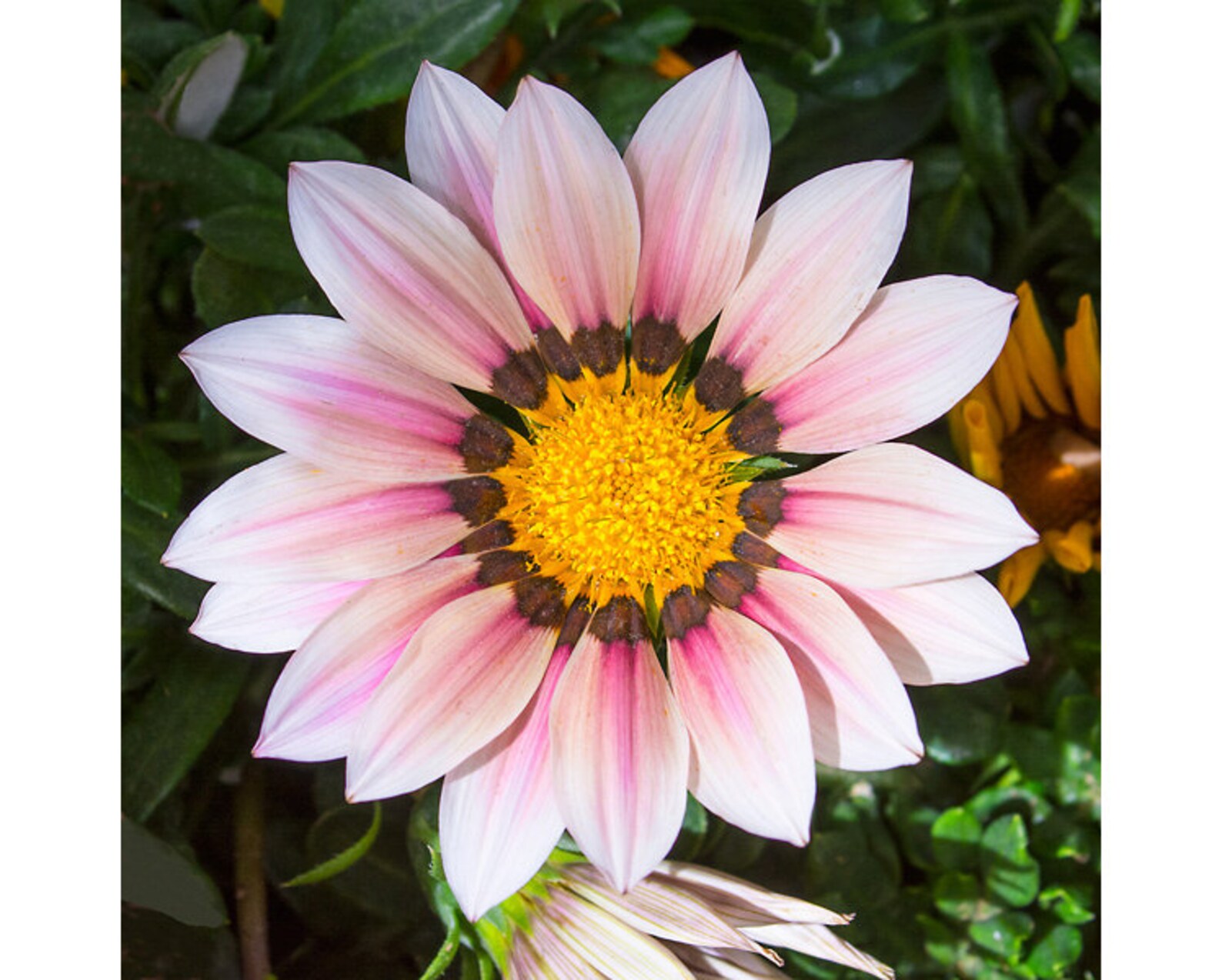 Pink Flower Print, Floral Art, Shabby Chic, Colorful Floral Wall Art ...