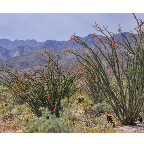 Desert Photography Desert Decor Ocotillo Plants - Etsy