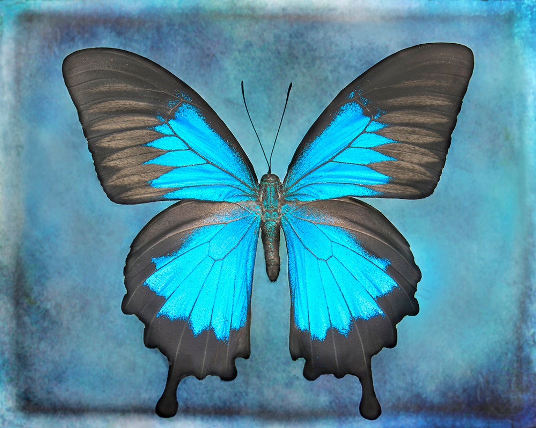 Blue Butterfly Wall Art, Nature Art Print, Butterfly Photography, Blue ...
