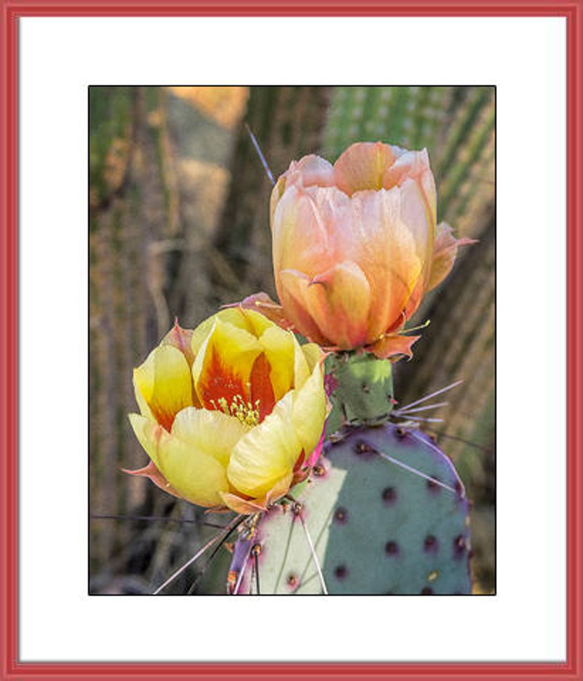 Cactus Flower Art Printdesert Photography Flowering Cactus - Etsy