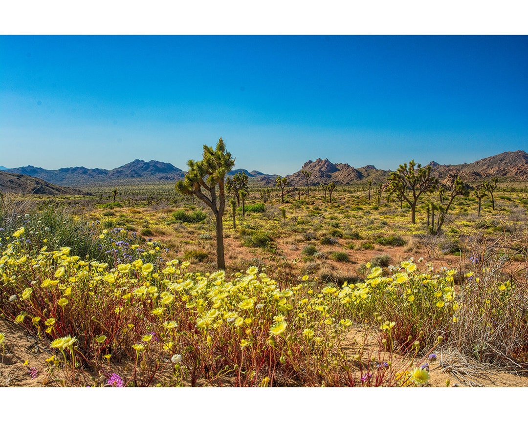 Wildflowers in Joshua Tree Desert Photograph, Joshua Tree Print, Desert ...