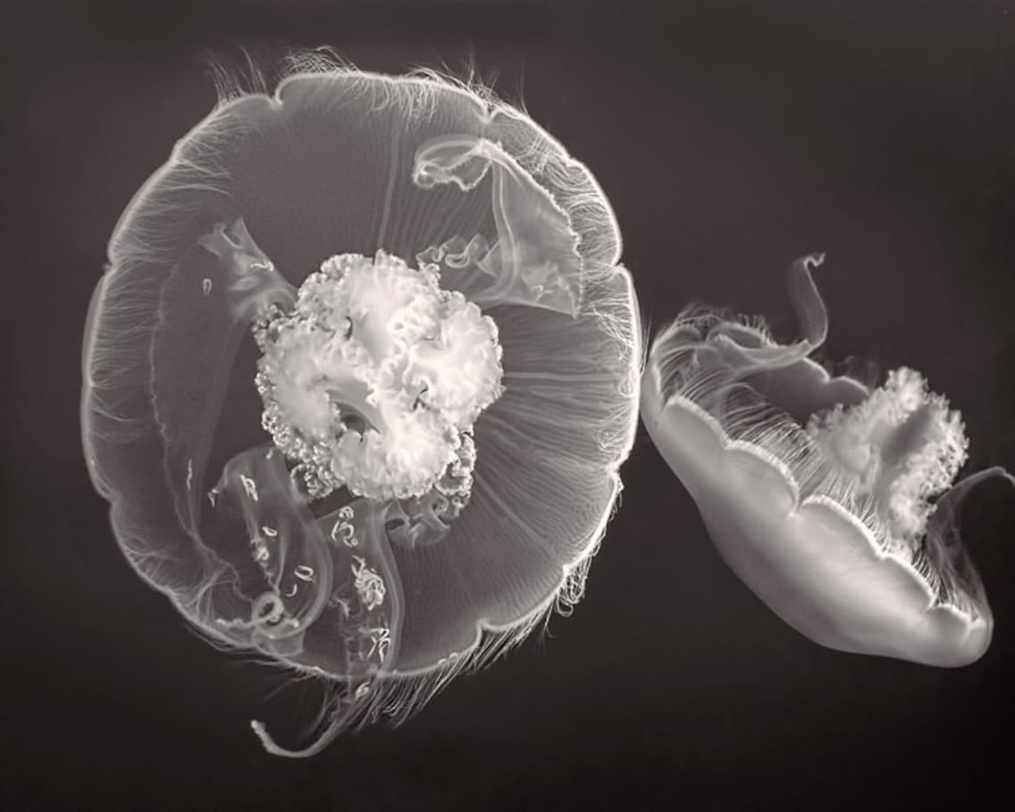 Moon Jellyfish Photo Nautical Wall Art Beach Decor Black - Etsy