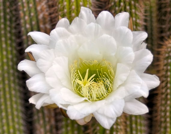 White Cactus Flower