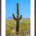 Southwestern Desert Art Print of a Cactus Saguaro Cactus - Etsy