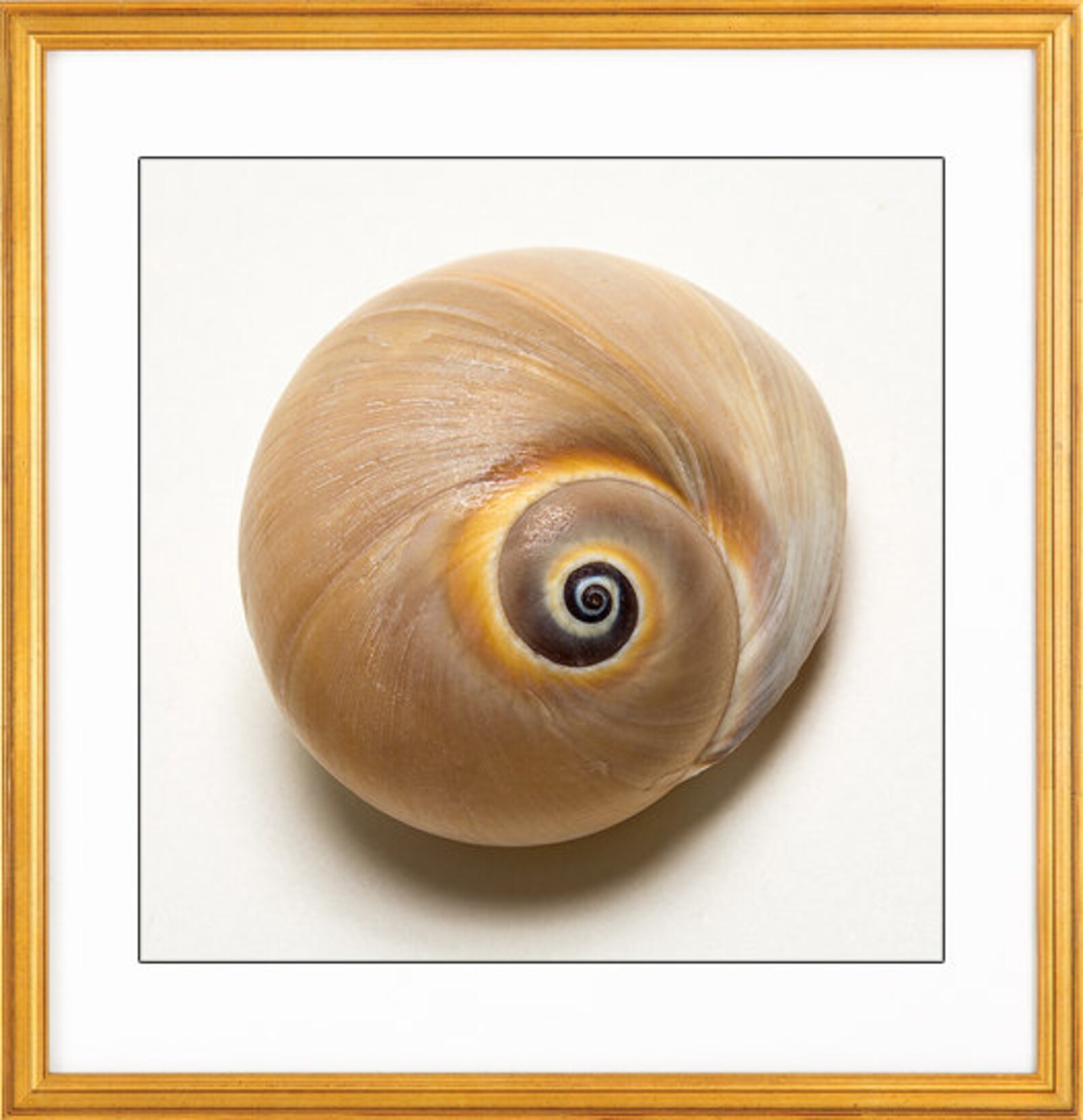 Shell Photography Minimalist Art Nature Art Print Shell Art | Etsy