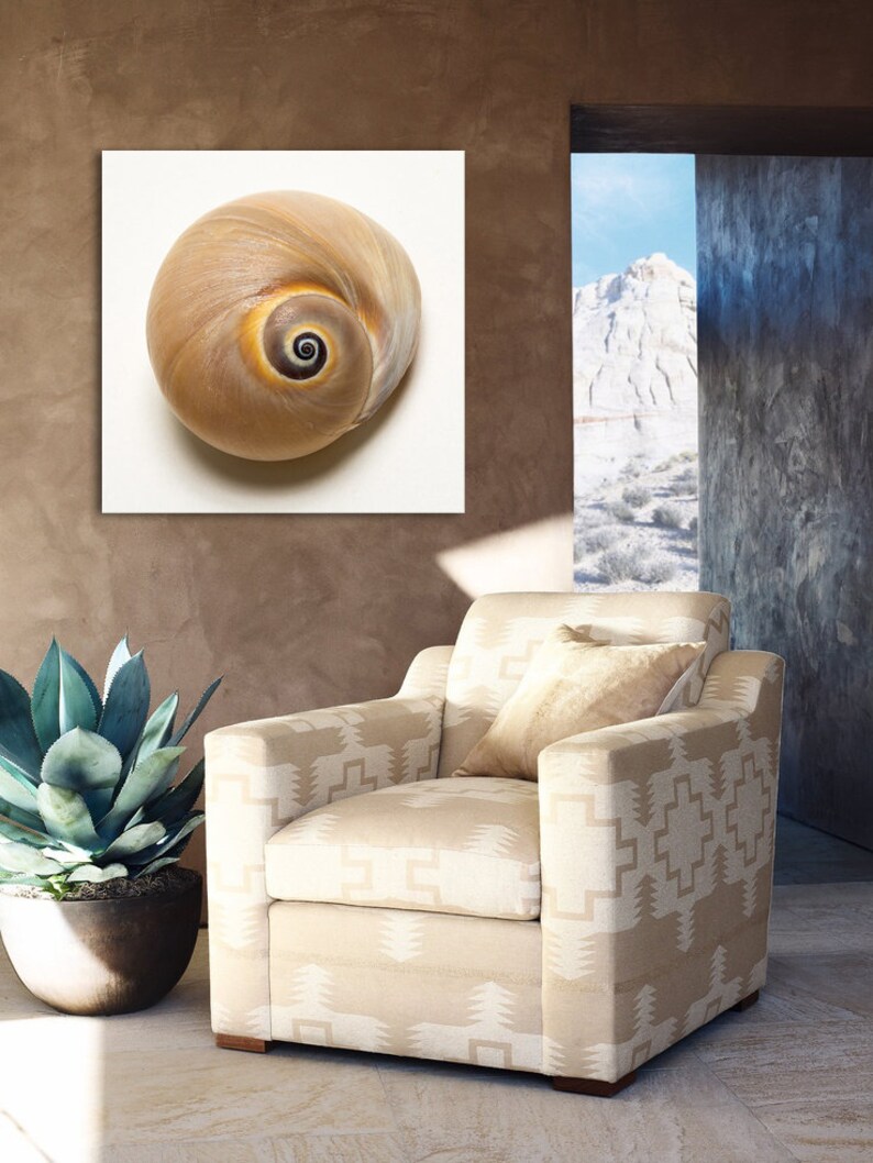 Shell Photography Minimalist Art Nature Art Print Shell Art - Etsy