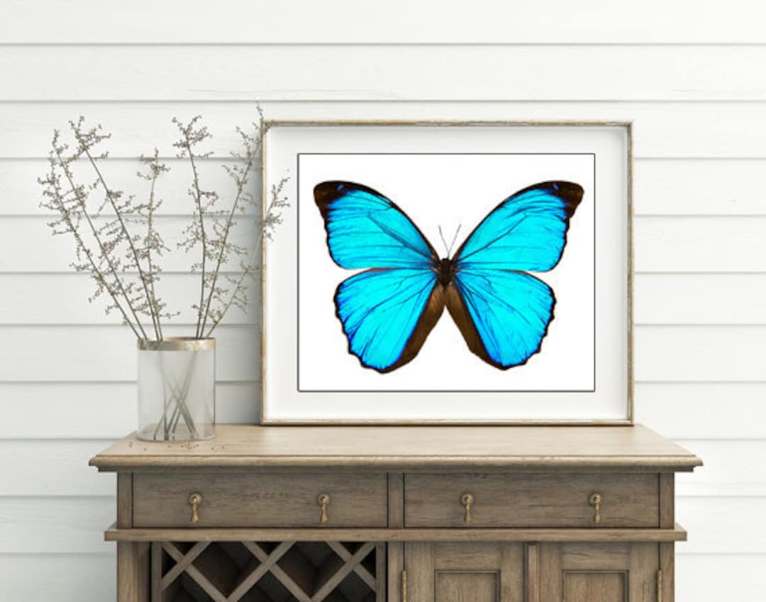Aqua Butterfly Art Print, Nature Art Print, Blue Morpho Butterfly ...