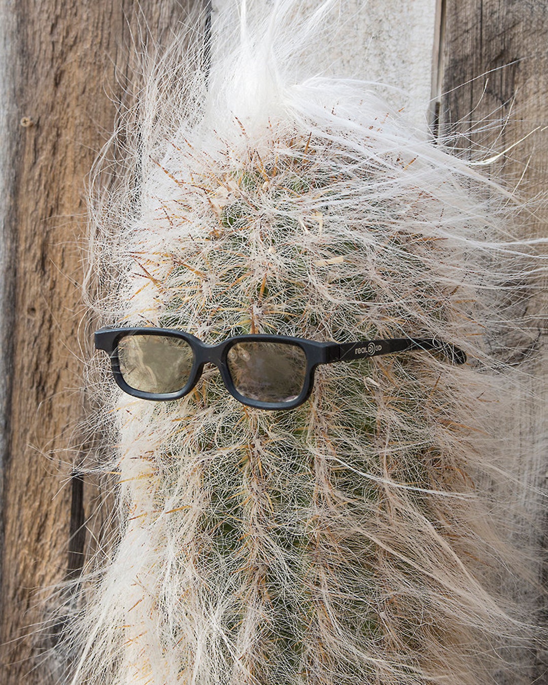 Funny Cactus Photo Art, Humorous Wall Art, Cactus Photograph, Southwest ...