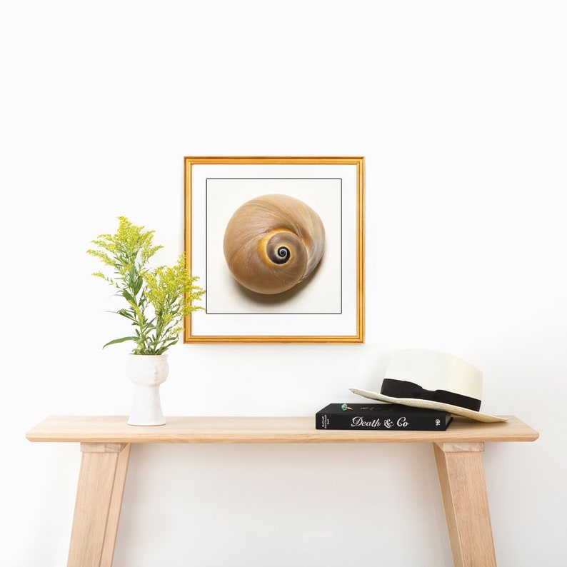 Shell Photography Minimalist Art Nature Art Print Shell Art - Etsy