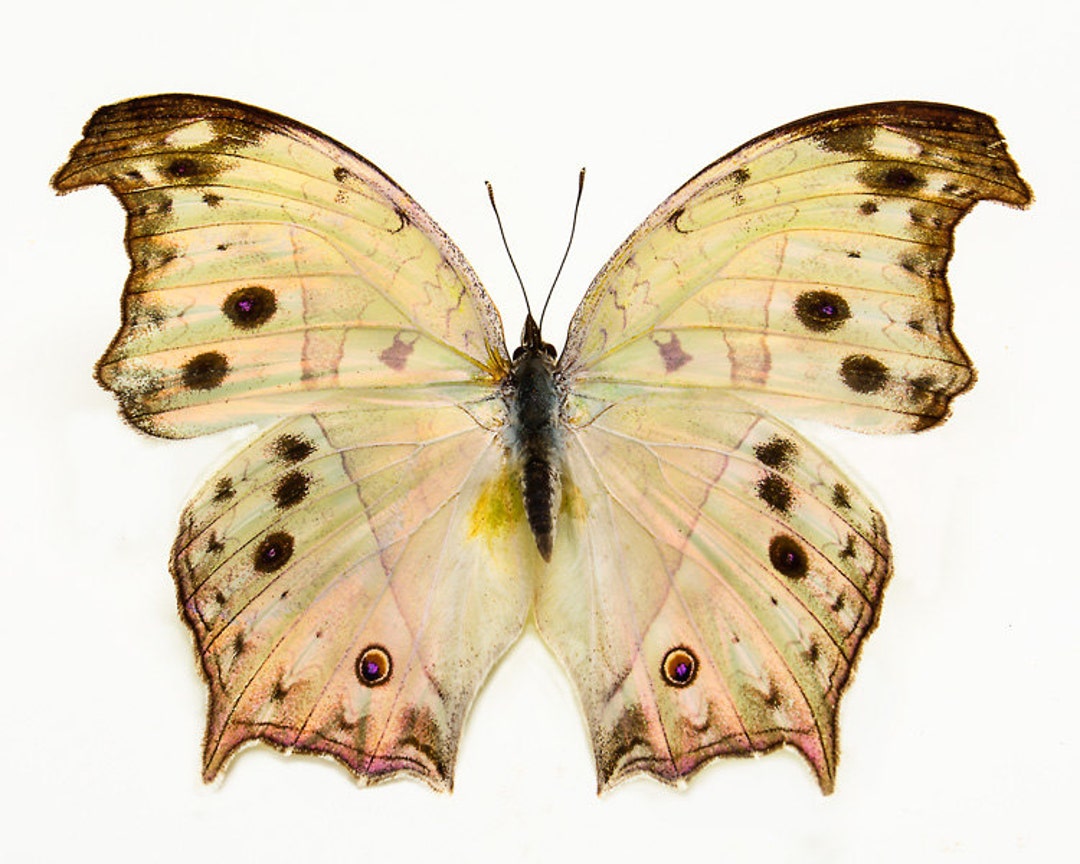 Gold Butterfly Photograph, Yellow Butterfly Art Print, Home Decor ...