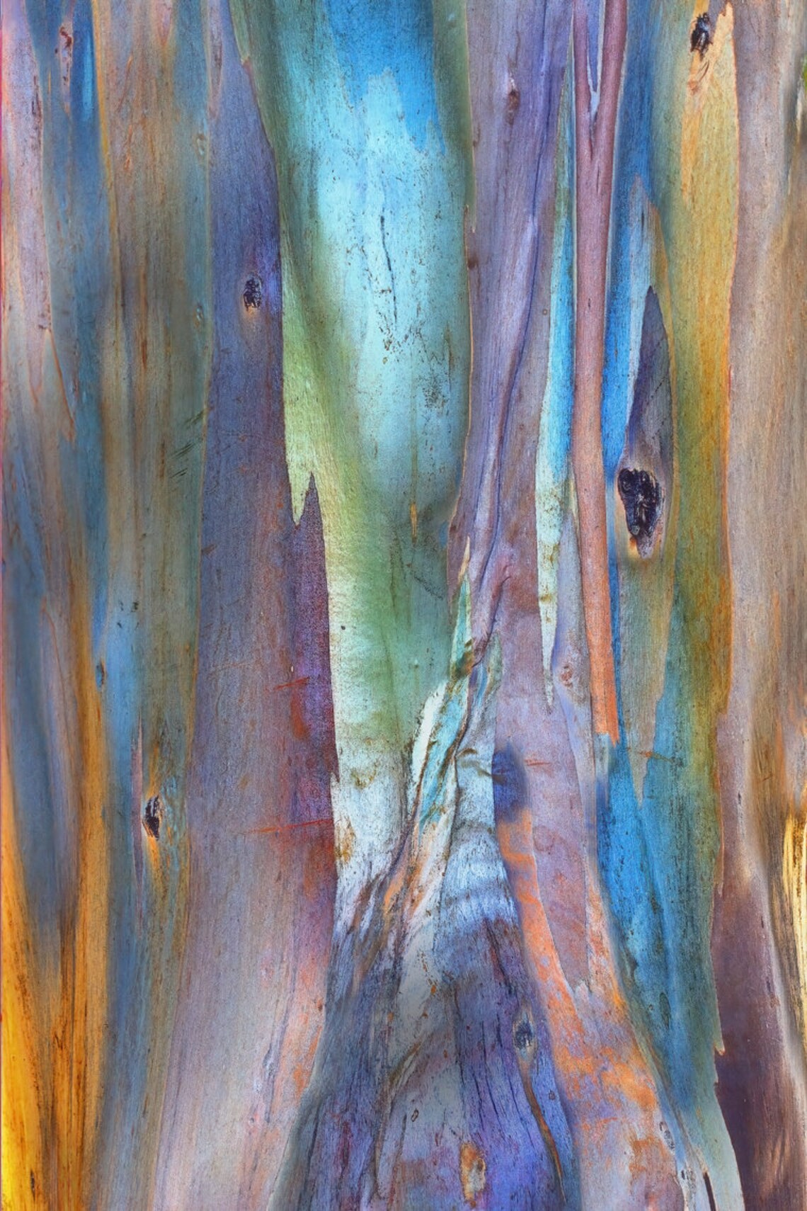 Rainbow Eucalyptus Tree Photo, Colorful Rainbow Tree Bark, Teal Blue ...