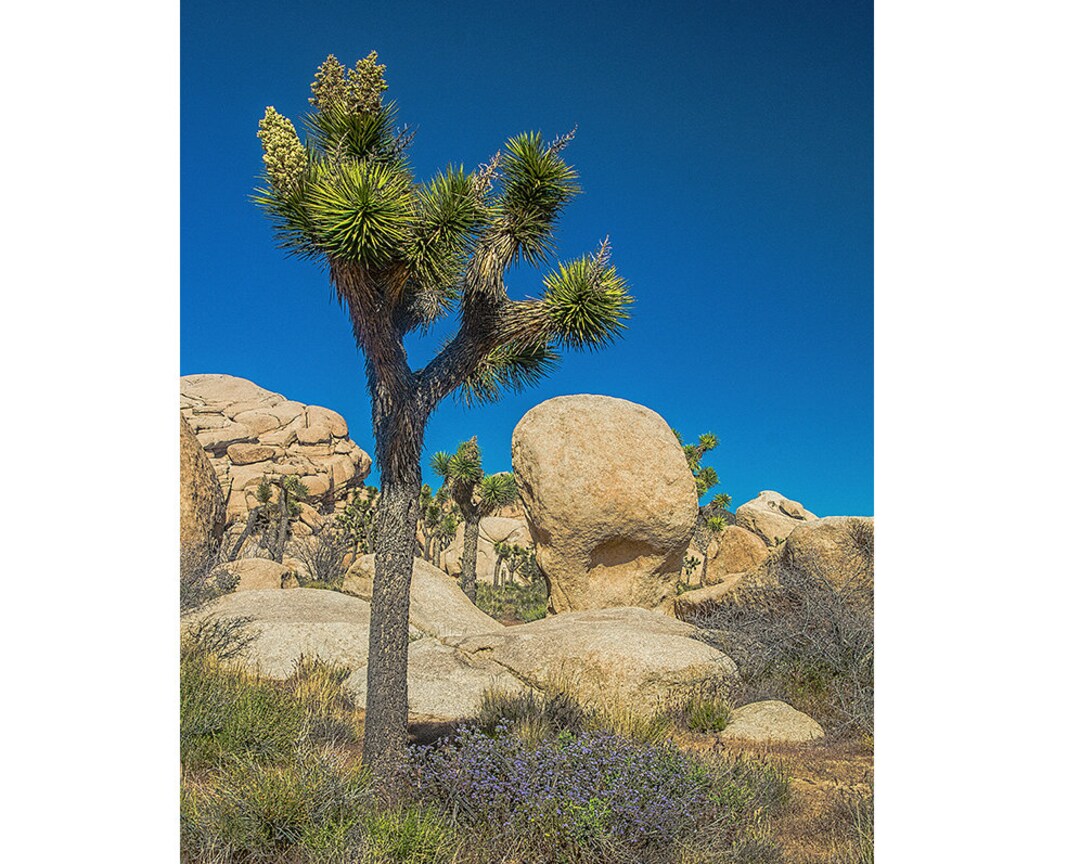 Joshua Tree Photograph, Desert Decor, Joshua Tree Art Print, Southwest ...